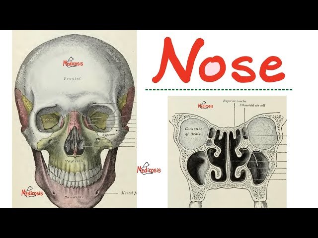 Free Video: Anatomy of Nose - Concha, Meatus, Choana, Nares - Anatomy ...