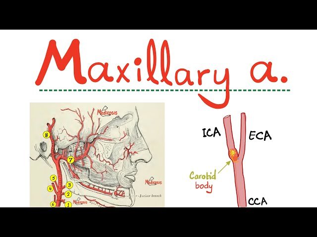 Free Video: Maxillary Artery - External Carotid Artery - Anatomy of ...