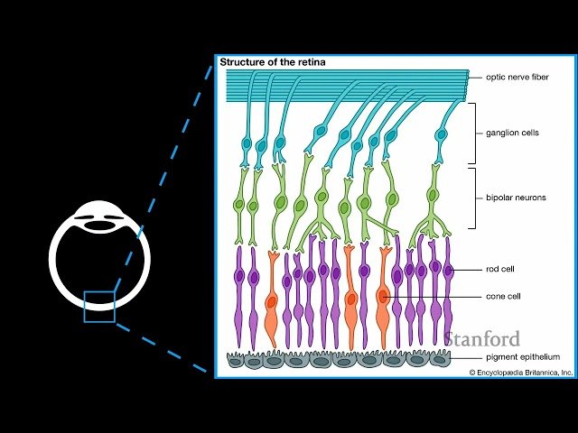 Free Video: Humans and Compression - Lecture 17 from Stanford ...