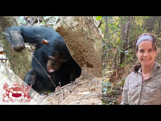 Free Video: Chimpanzee Engineering Prowess - Making the Best Tools for ...