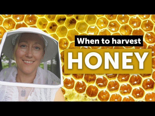 Free Video: BEEKEEPING 101 - How Beekeepers Know When to Harvest Honey ...