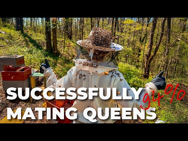 Free Video: From Hobby to Full Time - How We're Mating 180 Queens to ...