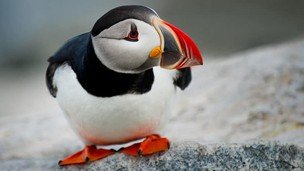 Online Course: Advanced Prestashop module developer guide from Udemy ...