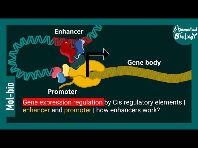 Free Video: Gene Expression Regulation by Cis-Regulatory Elements ...