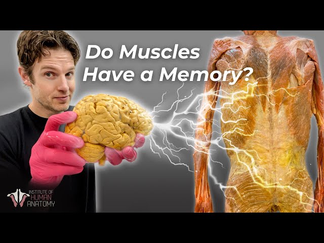 Free Video: Understanding Muscle Memory - The Science of Strength and ...