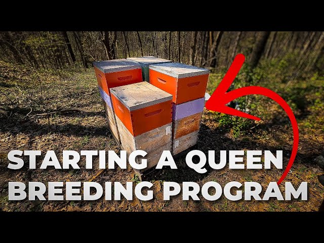 Free Video: How to Make Bees Draw Comb Fast in Double Mating Nucs - No Sugar Feed Needed from ...