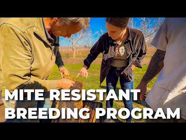 Free Video: Randy Oliver's Queen Breeding Program - Beekeeping 101 from BeeFit Beekeeping ...