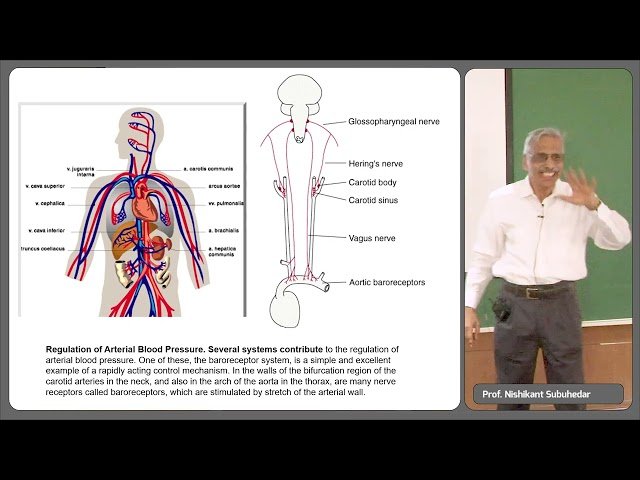 Free Video: Mechanisms of Homeostasis - Part 2 from NPTEL-NOC IITM ...