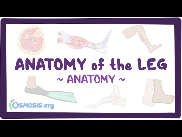 Free Video: Anatomy of the Leg from Osmosis | Class Central
