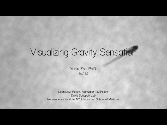 Free Video: Visualizing Gravity Sensation - Vestibular Processing and Balance Behavior in ...