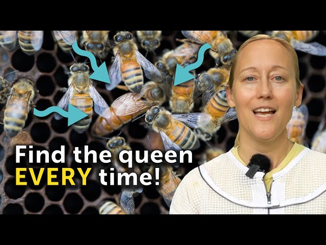 Free Video: QUEENSPOTTING - How to Find Your Queen Bee Every Time Step-By-Step from Beekeeping ...