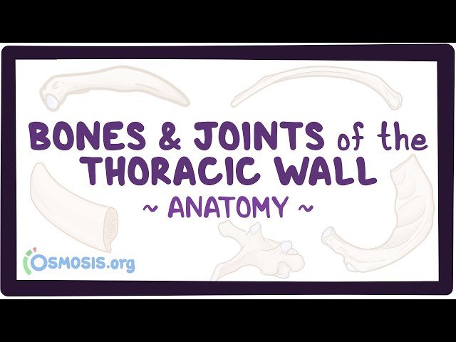 Free Video: Bones and Joints of the Thoracic Wall: Anatomy from Osmosis ...