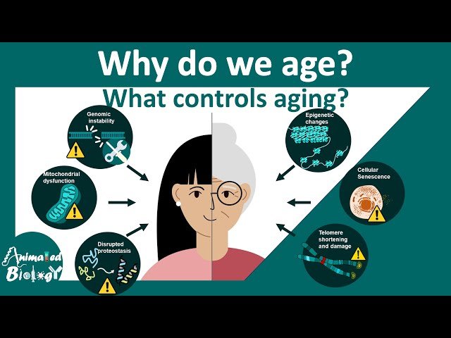 Free Video: The Biology of Aging - Why Do We Age, Can We Stop It, and ...