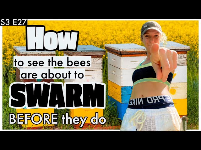 Free Video: How to Identify Signs of Honey Bee Swarming - Beekeeping ...