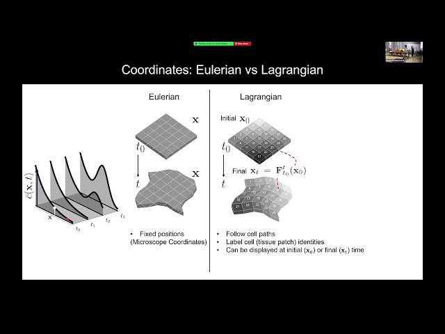 Free Video: Morphogen Patterning in Dynamic Tissues from Santa Fe ...