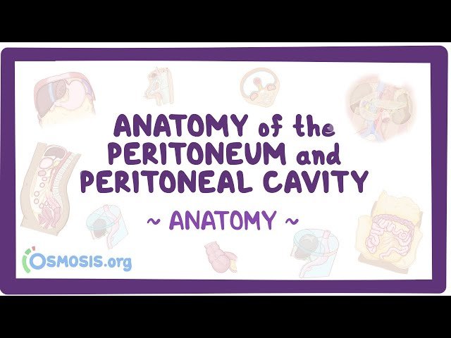 Free Video: Anatomy of the Peritoneum and Peritoneal Cavity from Osmosis | Class Central