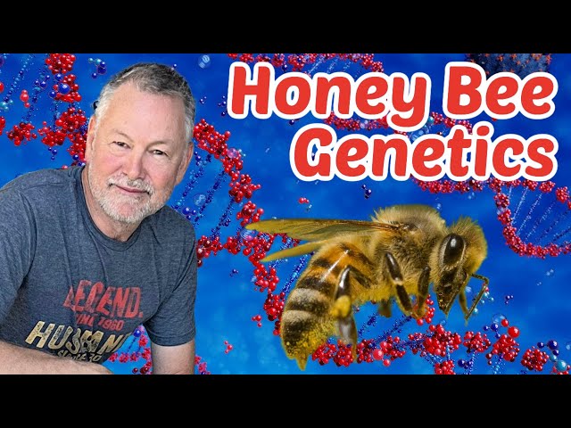 Free Video: Beekeeping - Understanding Basic Honey Bee Genetics from ...