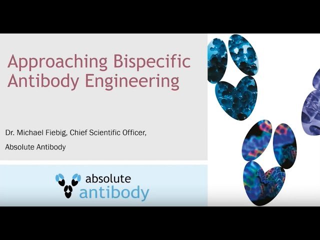Free Video: Refining Bispecific Antibody Engineering from Labroots ...