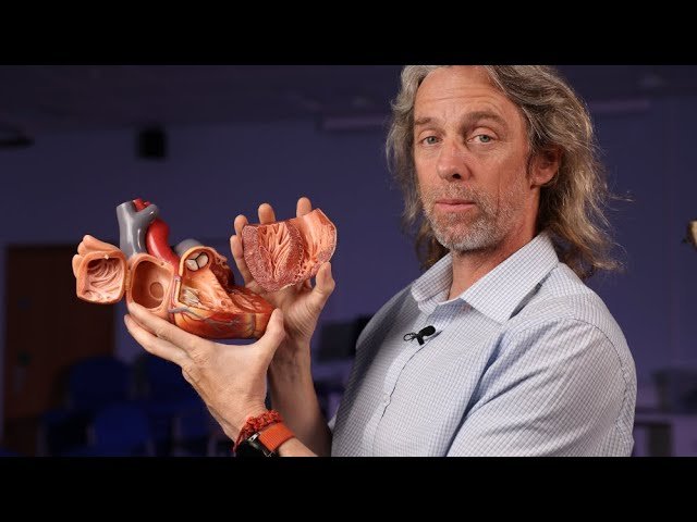 Free Video: Anatomy Inside the Heart from Sam Webster | Class Central