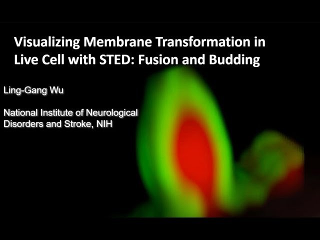 Free Video: Visualizing Membrane Transformation in Live Cell with STED ...