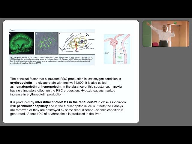 Free Video: Kidney and RBC Production: Role of Kidney in Stimulating ...