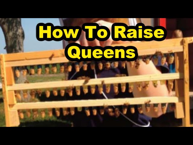 Free Video: Beekeeping: Learning The Power Of Raising Queens from David ...