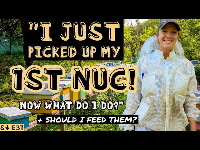 Free Video: Essential Steps After Installing a Nucleus Colony ...