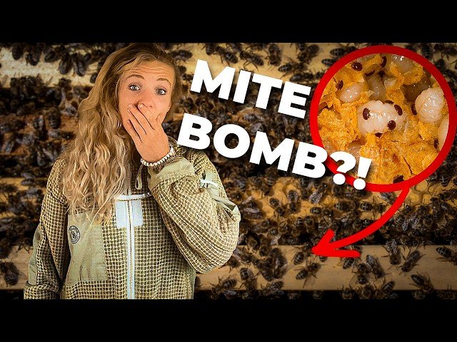 Free Video: Too Many Bees and Too Many Mites - What We Found in Our ...