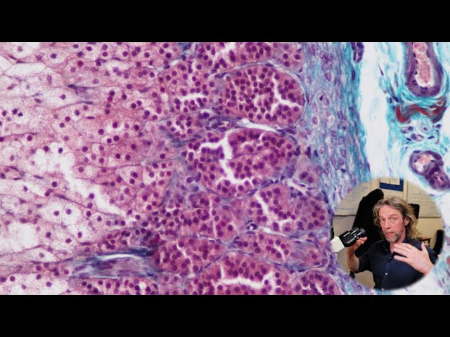 Free Video: Histology of the Adrenal Gland from Sam Webster | Class Central