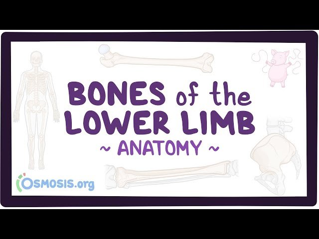 Free Video: Bones of the Lower Limb - Anatomy from Osmosis | Class Central