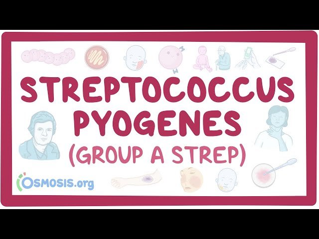 Free Video: Streptococcus pyogenes (Group A Strep) - Causes, Symptoms ...