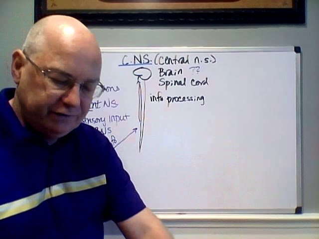 Free Video: Anatomy and Physiology - Nervous System, Neuron Structure ...