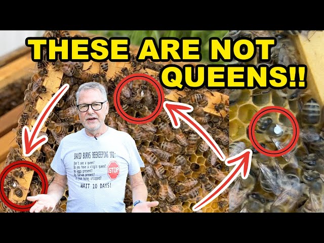 Free Video: Beekeeping Behavior You've Never Seen - Tracing Water from Birdbath to Hive from ...