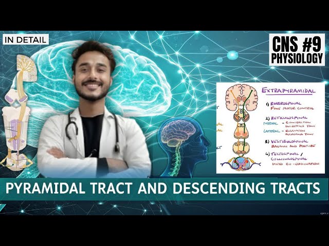 Free Video: Pyramidal Tracts Physiology - Descending Tract of Spinal ...