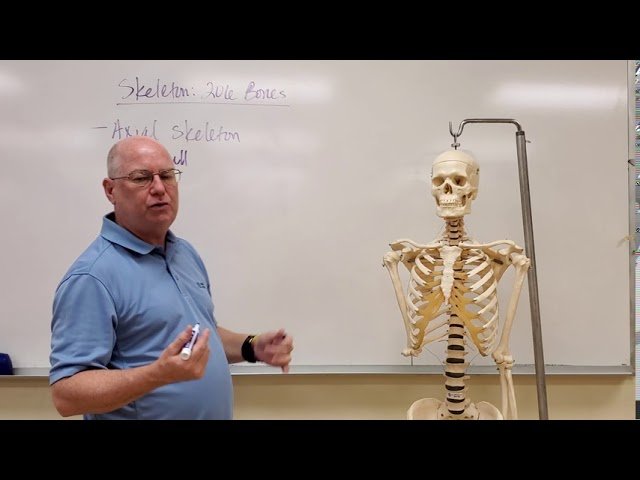 Free Video: Anatomy and Physiology I Lab Test 2 - Skeletal System ...
