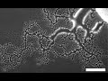 Free Video: Activity-Induced Interfacial Pattern in Bacterial Droplet ...