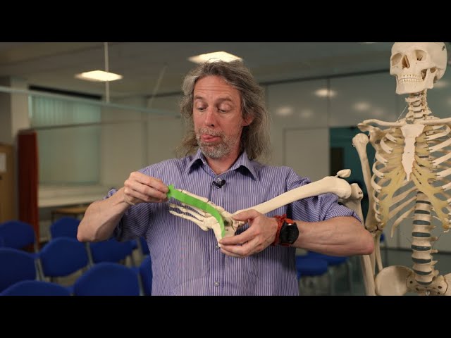 Free Video: Arches of the Foot - Anatomy, Function, and Support Structures from Sam Webster ...