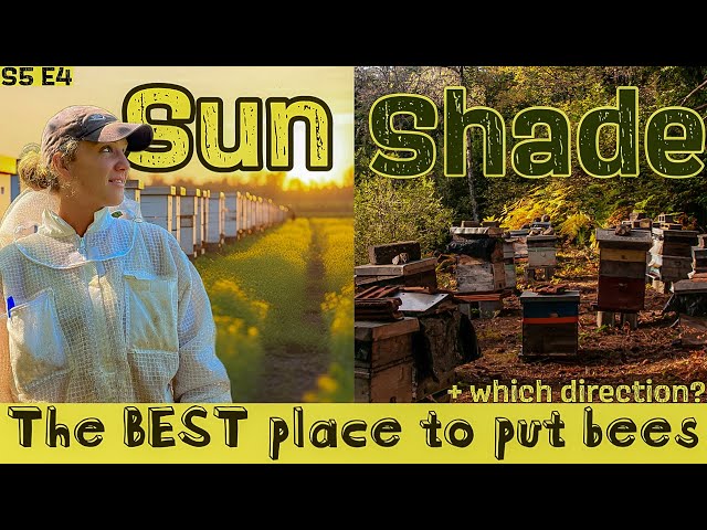 Free Video: How to Choose the Best Location for Your Beehive ...