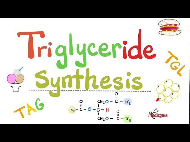 Free Video: Triglycerides Synthesis - Lipogenesis - Lipid Metabolism in ...