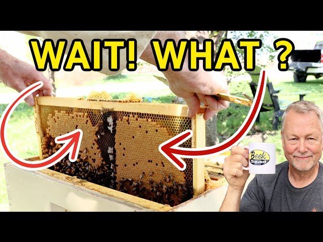 Free Video: Beekeeping: How to Inspect Your Bees After Winter - Step-by ...