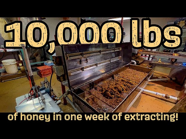 Free Video: Commercial Honey Harvesting and Extraction Process ...
