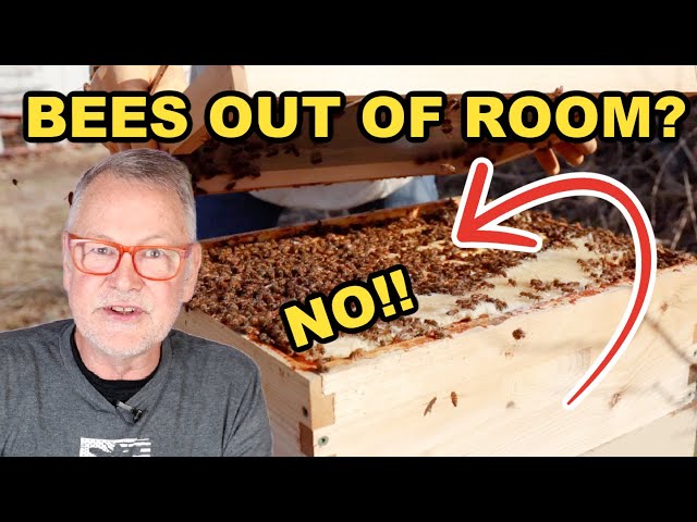 Free Video: Beekeeping - What To Do If Your Bees Run Out Of Room from ...