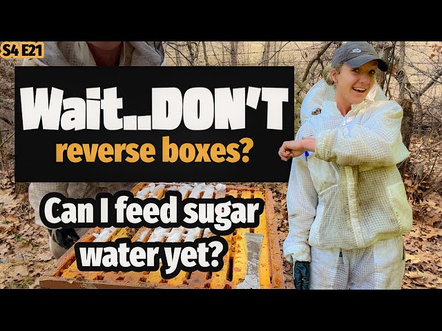 Free Video: Next Steps for Second Year Beekeepers - Spring Management ...