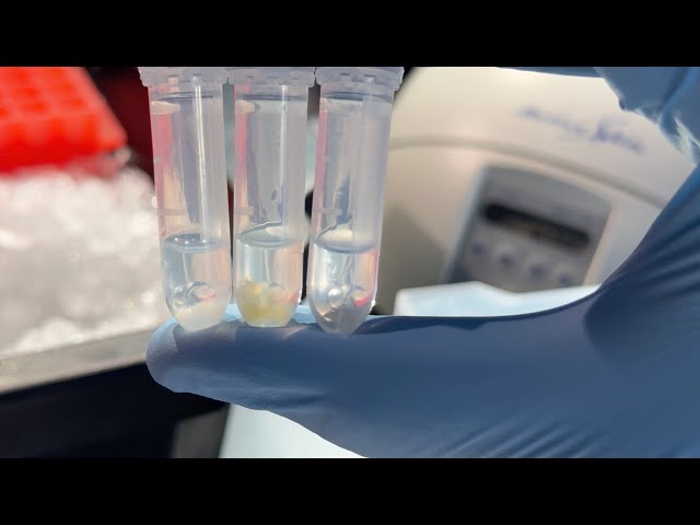 Free Video: Educator's Guide to Nanopore Microbial Isolates: DNA ...