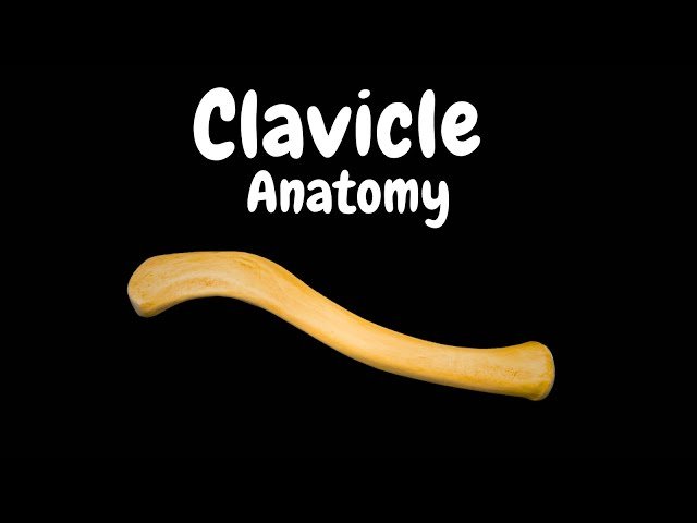 Free Video: The Clavicle (Collarbone) - Parts, Joints, and Common ...