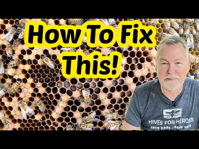 Free Video: Beekeeping's Biggest Problem - How To Fix A Queenless Hive from David Burns | Class ...