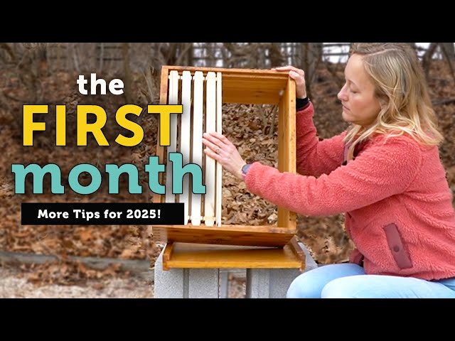 Free Video: The First Month Beekeeping - Feed, Encourage Growth, Transport, Install, Inspect ...