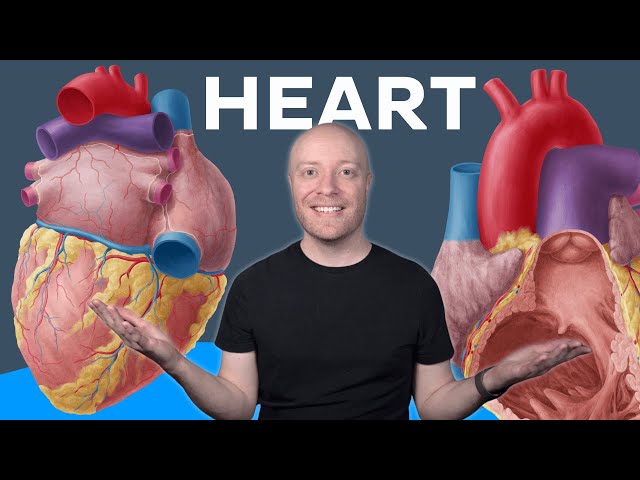 Free Video: Heart Anatomy Made Easy from Kenhub - Learn Human Anatomy ...