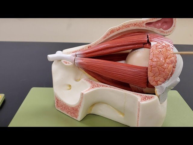 Free Video: Anatomy and Physiology II Lab Test 1 - Sensory Anatomy and ...