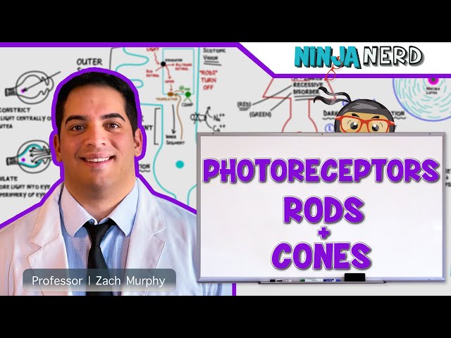 Free Video: Special Senses - Photoreceptors - Rods and Cones from Ninja ...